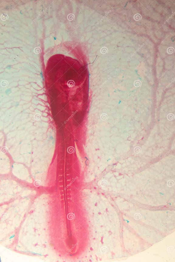 Development of the Embryo Chicken. Stock Photo - Image of blastoderm ...