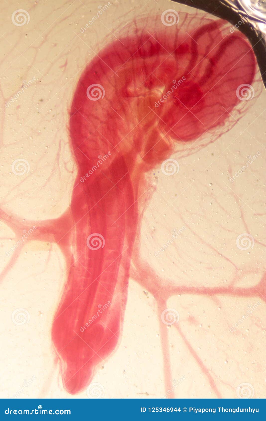 Development of the Embryo Chicken. Stock Photo - Image of amnion ...