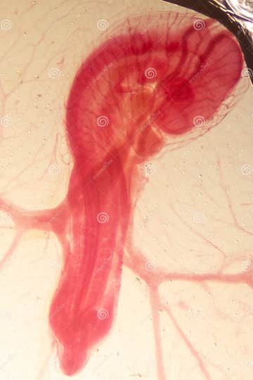 Development of the Embryo Chicken. Stock Photo - Image of amnion ...