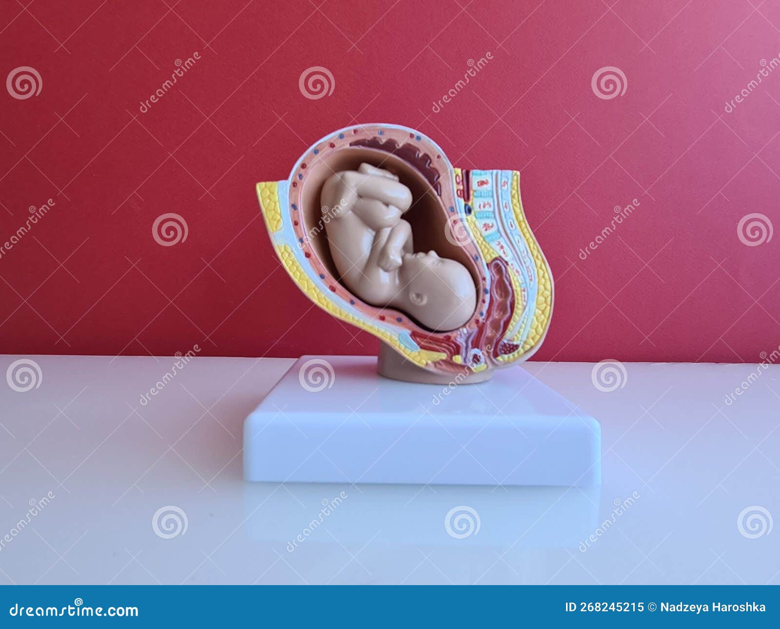 Development of Embryo Model Fetus for Classroom Education Stock Image ...