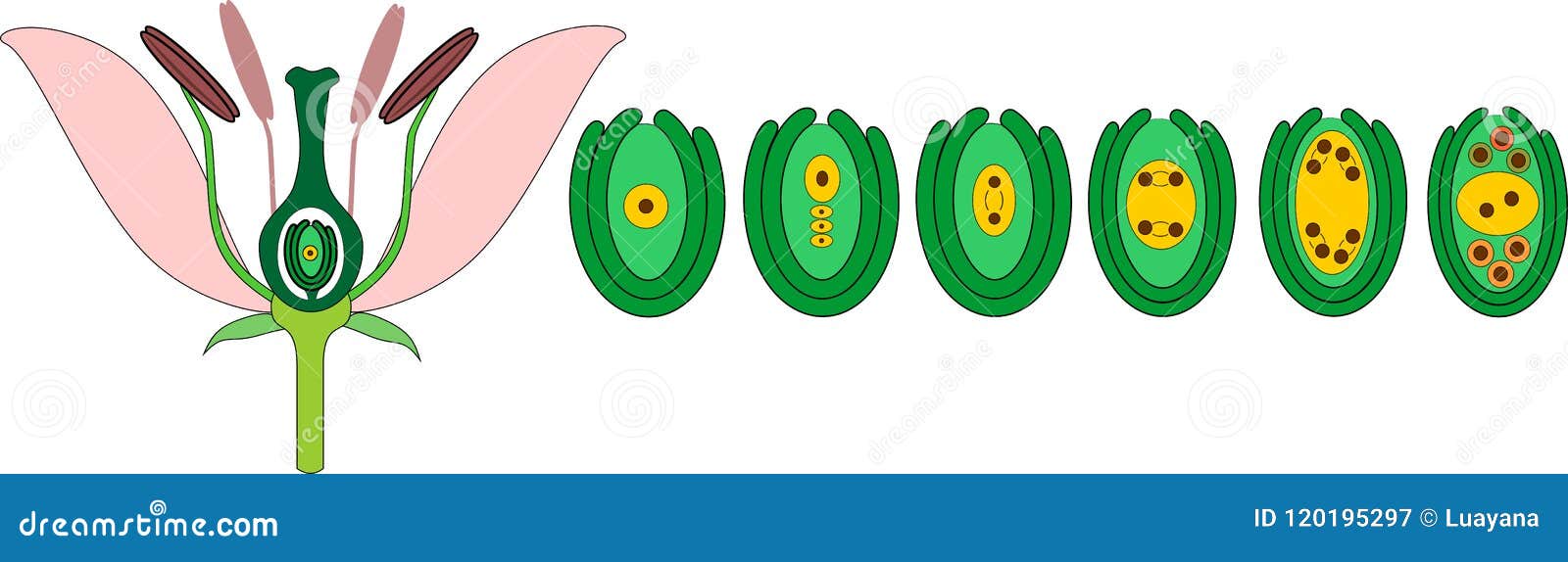 Development of Embryo Sac from Megaspore Stock Vector - Illustration of ...