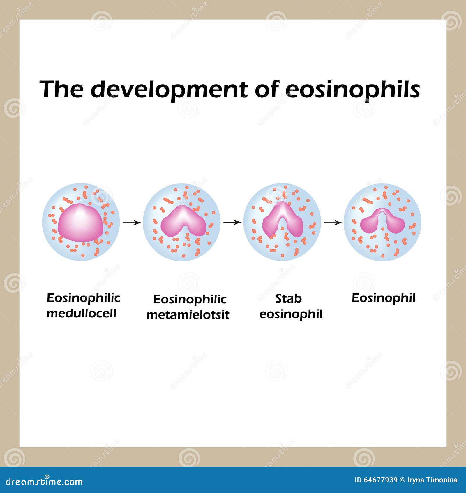 The Development of Eosinophils. Infographics Stock Vector ...
