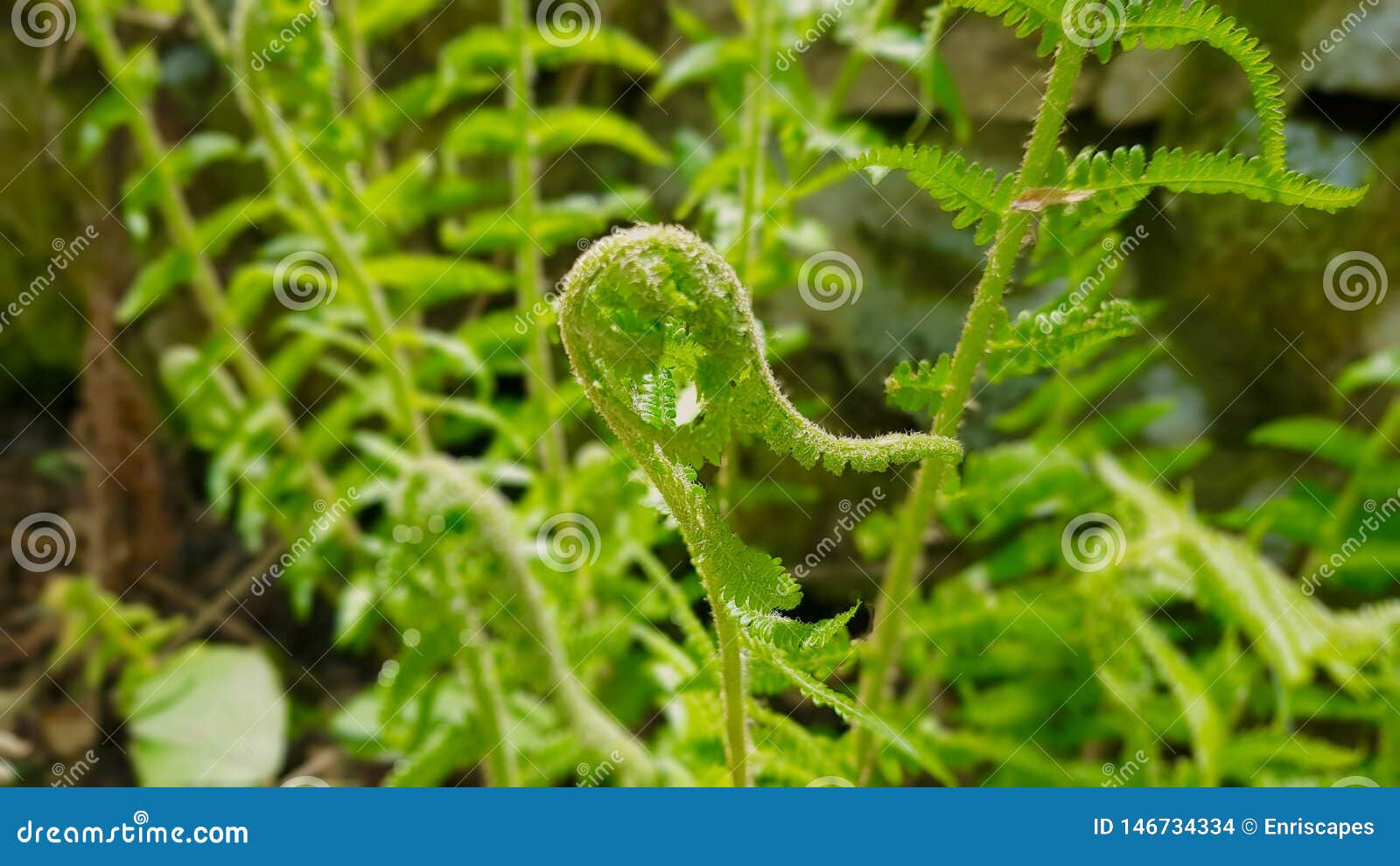 Development of Ferns in Spring Stock Photo - Image of closeup, spring ...