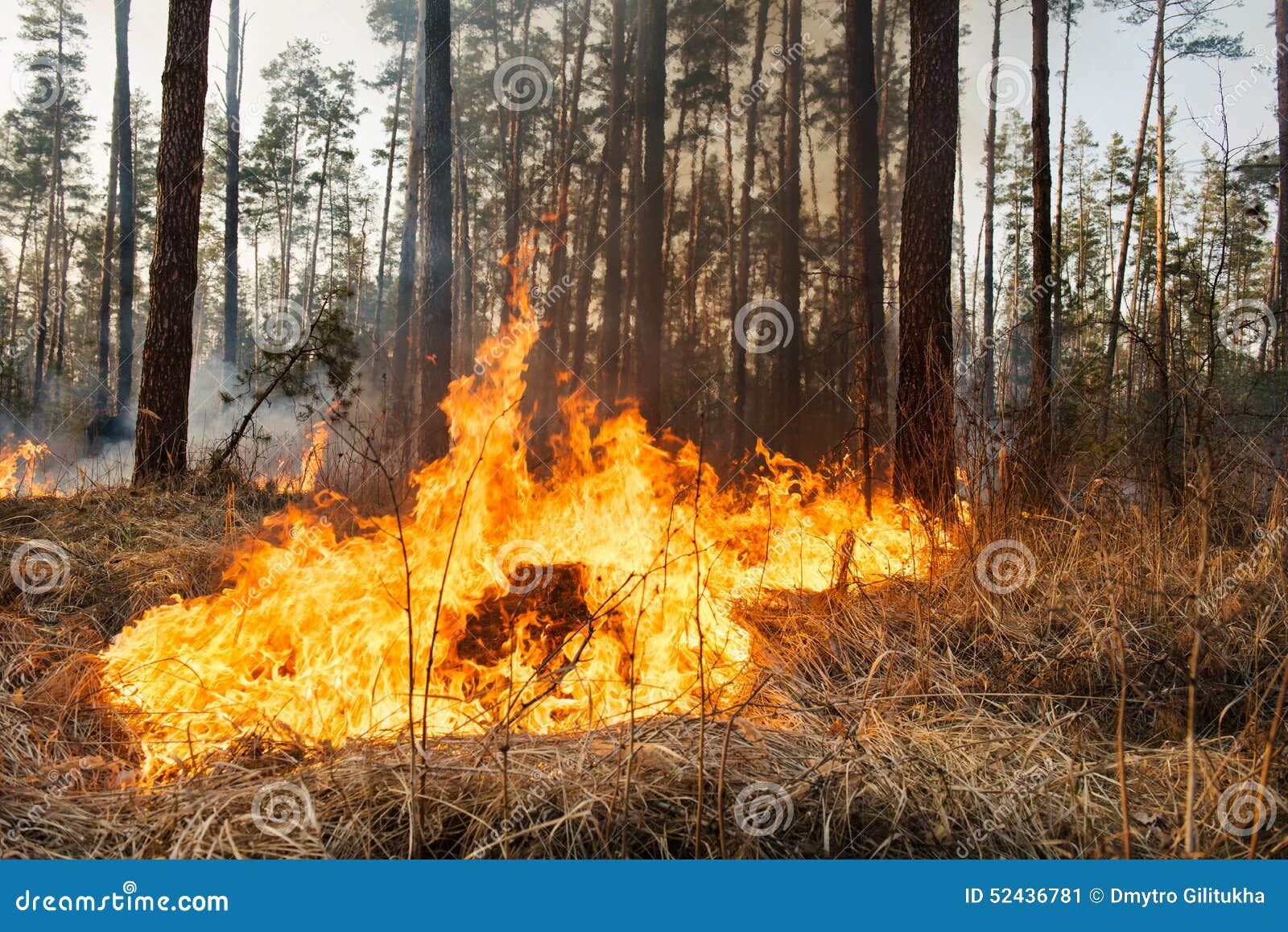 Development of forest fire stock image. Image of smoke - 52436781