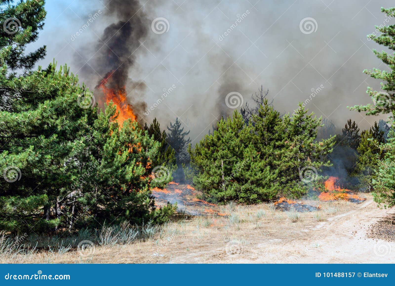 Development of Forest Fire. Flame is Starting Trunk Damage. Stock Image ...