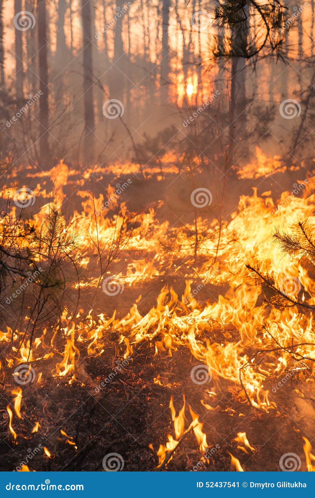 Development of Forest Fire on Sunset Background Stock Image - Image of ...