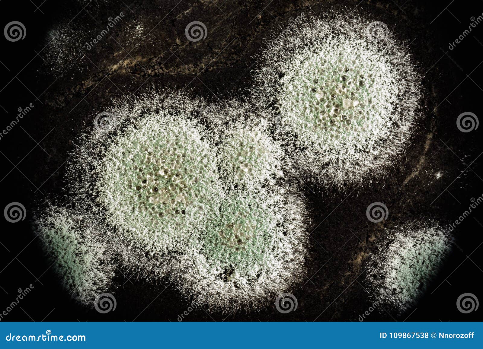 Development of Green Mold on an Organic Basis, Abstract Background ...