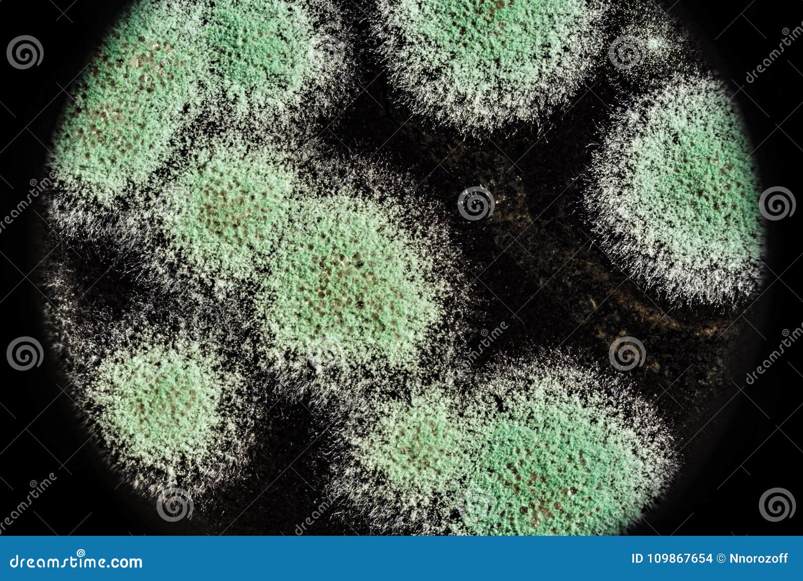 Development of Green Mold on an Organic Basis, Abstract Background ...