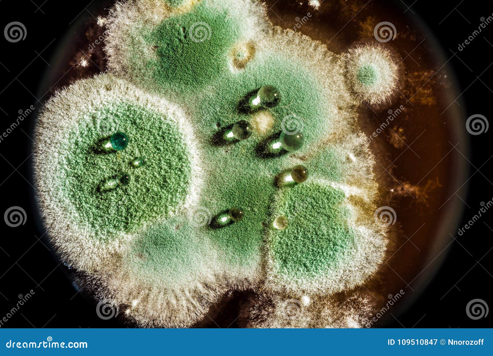 Development of Green Mold on an Organic Basis, Abstract Background ...