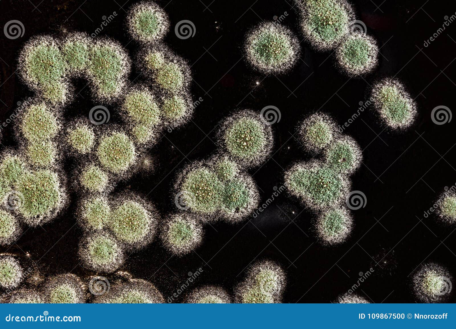 Development of Green Mold on an Organic Basis, Abstract Background ...