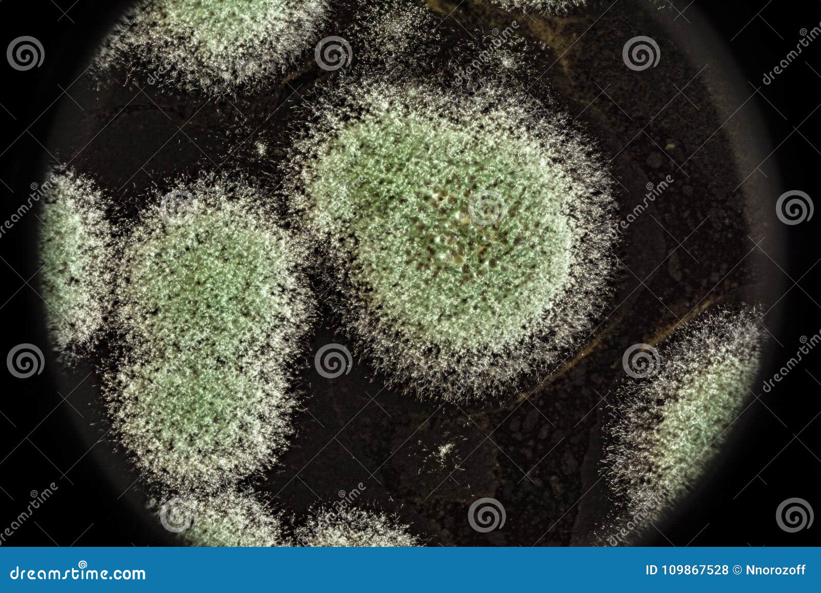 Development of Green Mold on an Organic Basis, Abstract Background ...