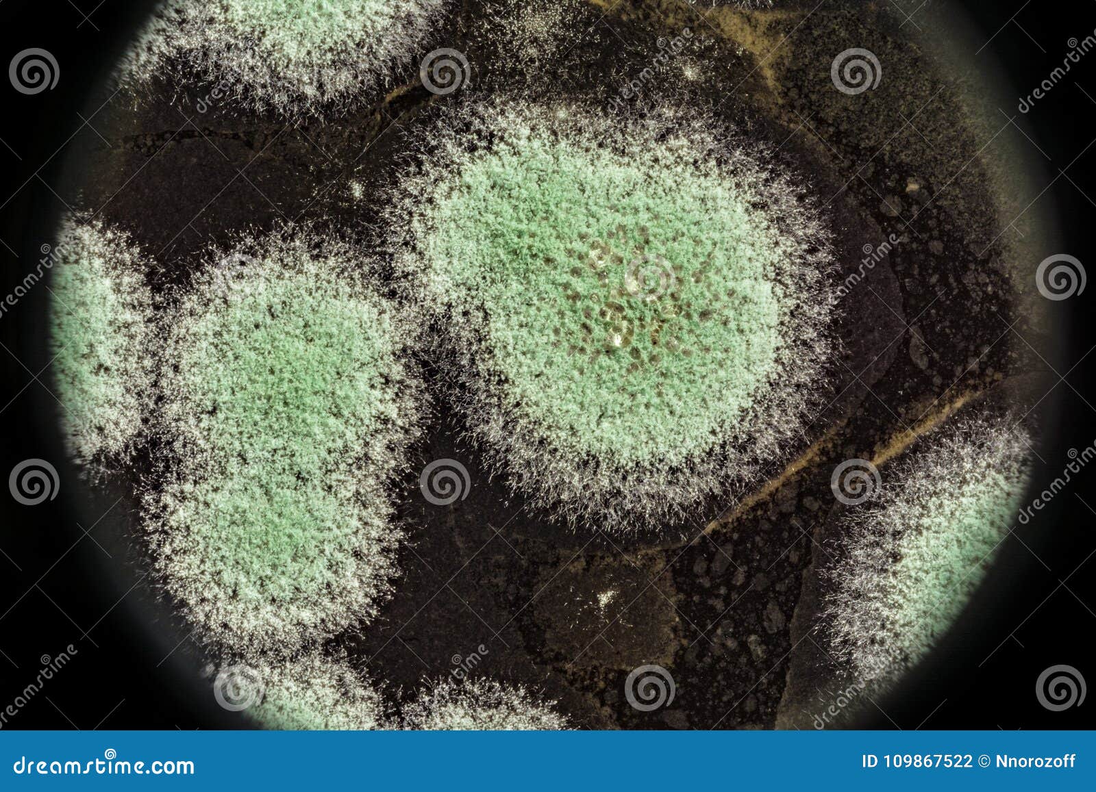 Development of Green Mold on an Organic Basis, Abstract Background ...