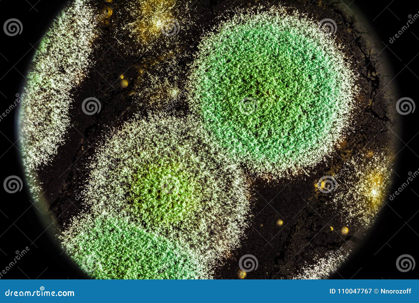Development of Green Mold on an Organic Basis, Abstract Background ...