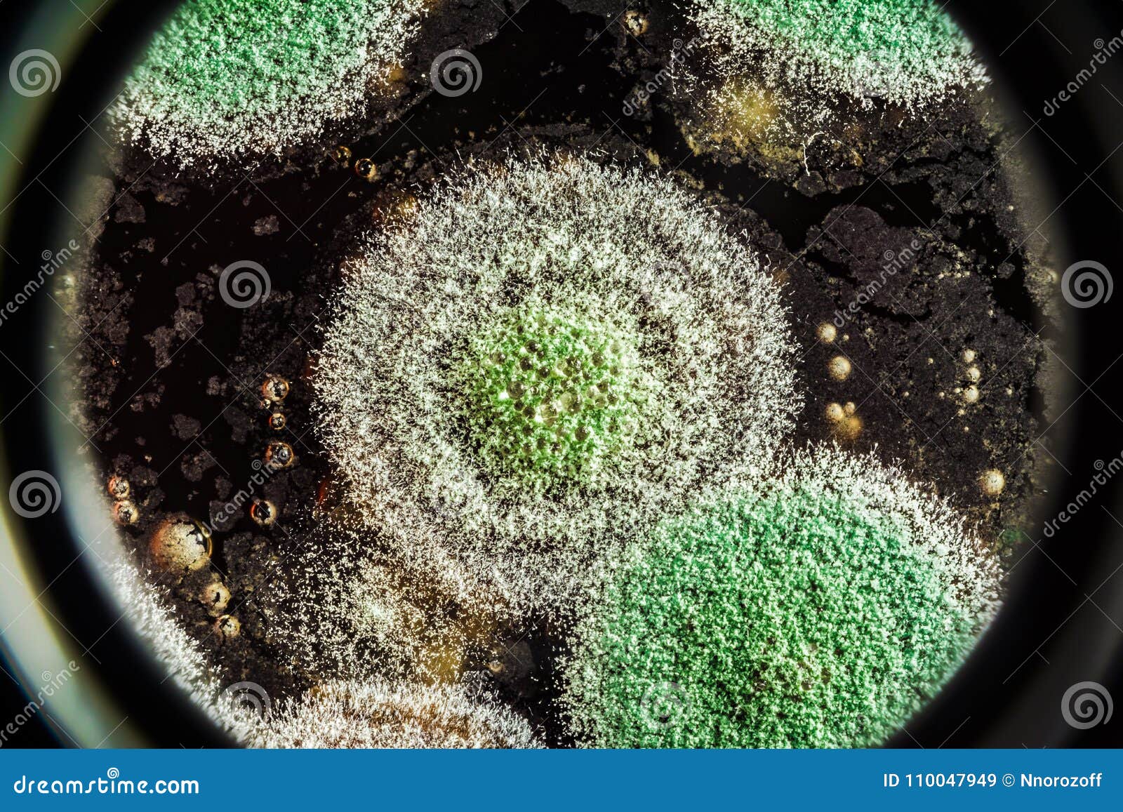 Development of Green Mold on an Organic Basis, Abstract Background ...