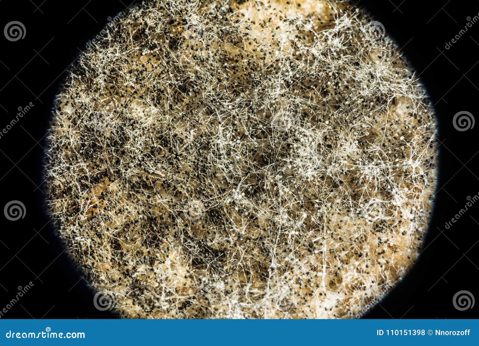 Development of Green Mold on an Organic Basis, Abstract Background ...