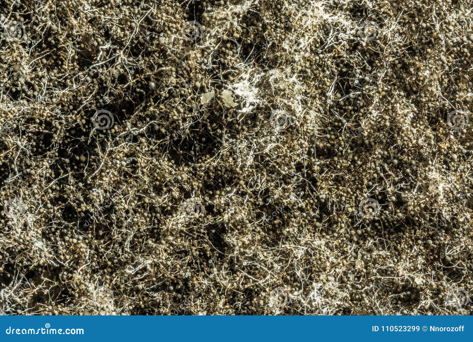 Development of Green Mold on an Organic Basis, Abstract Background ...