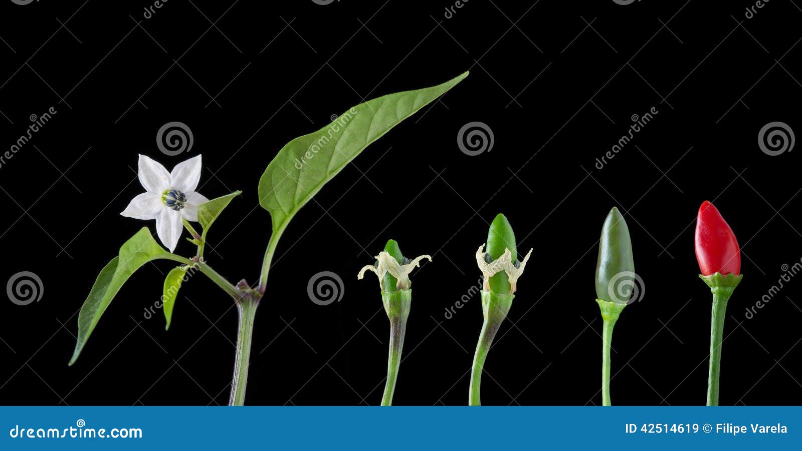 Development Growth Stages of a Chili Stock Image - Image of organic ...