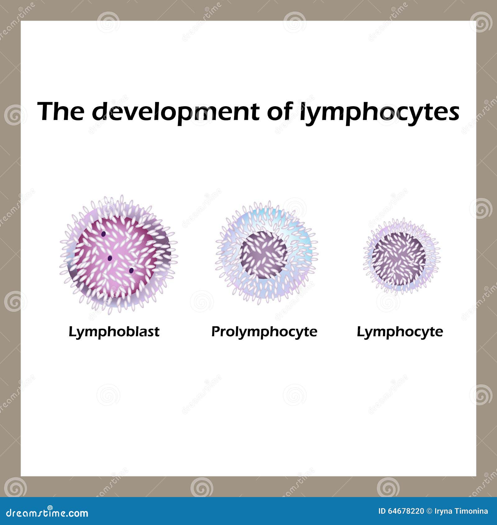 Development of Lymphocytes. Infographics. Vector Illustration Stock ...