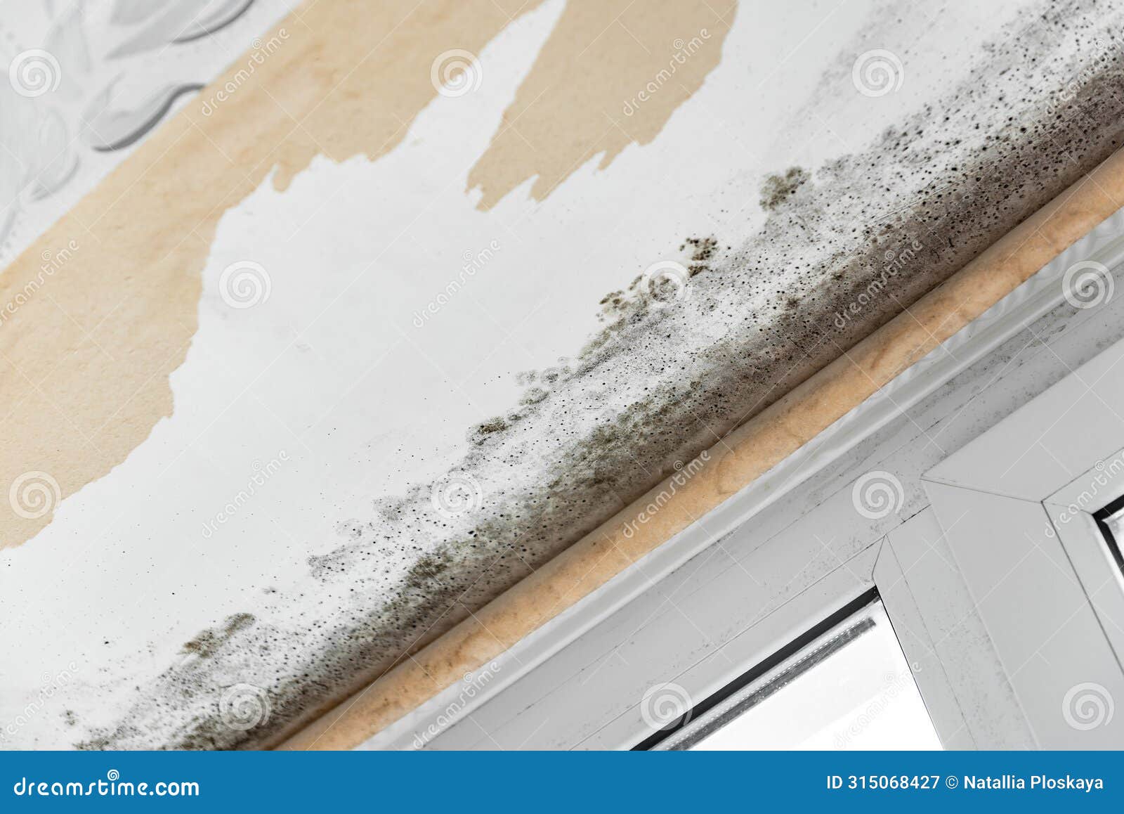 Development of Mildew Under Wallpaper in Corner of Old House. Stock ...