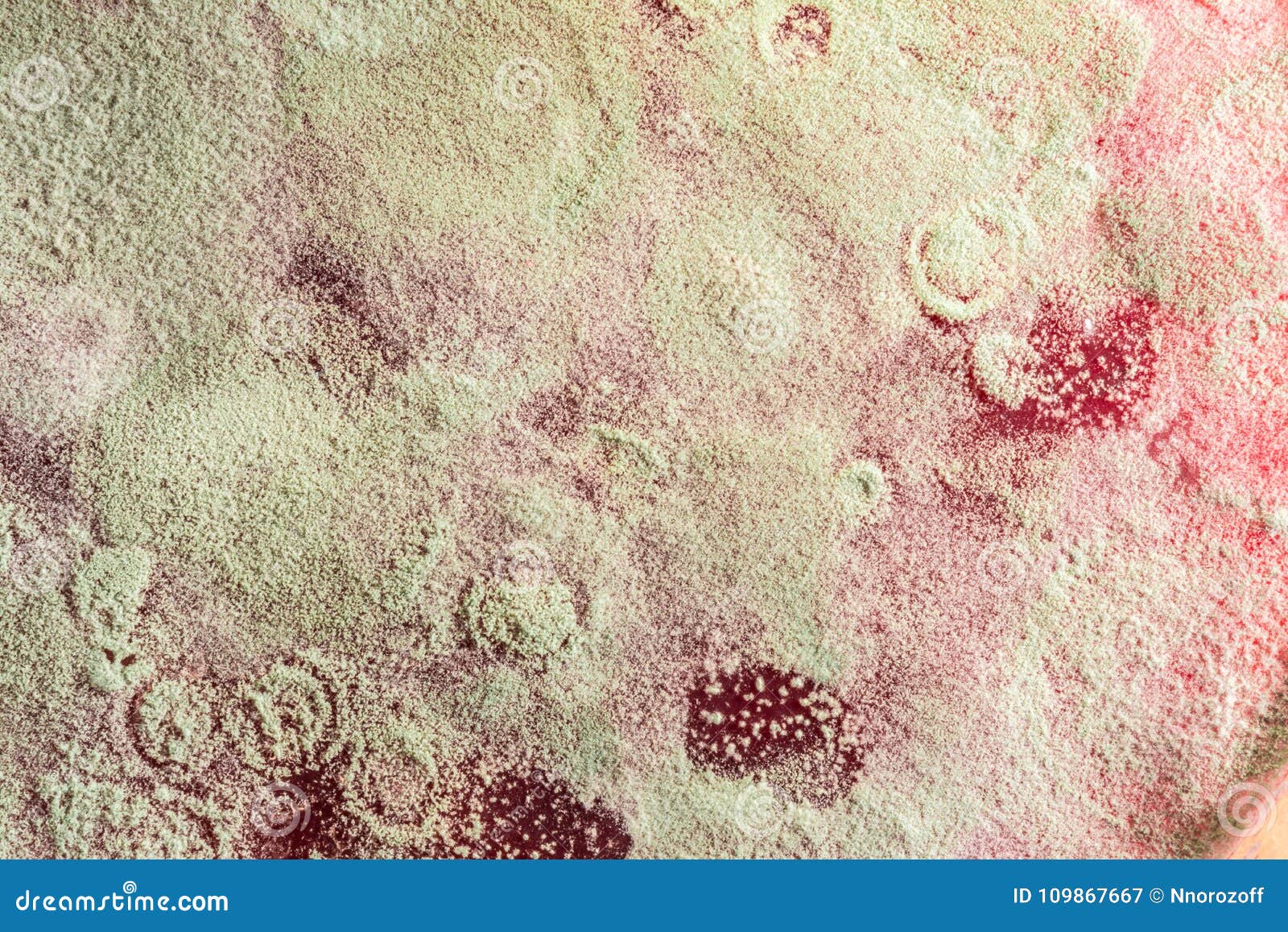 Development of Mold on Organic Basis, Abstract Background Stock Image ...