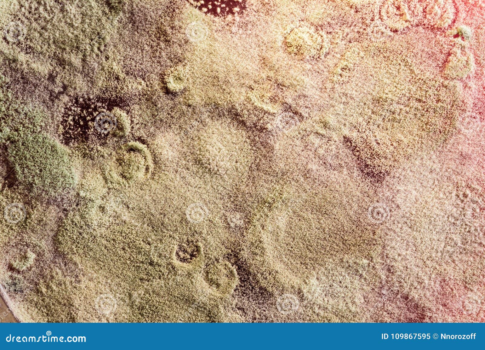 Development of Mold on Organic Basis, Abstract Background Stock Image ...