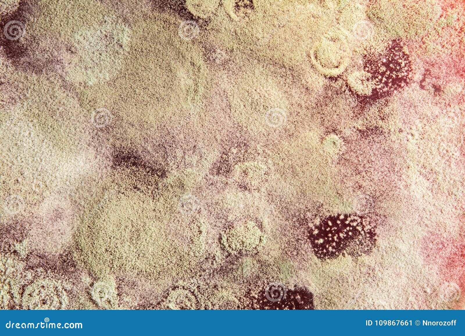 Development of Mold on Organic Basis, Abstract Background Stock Image ...