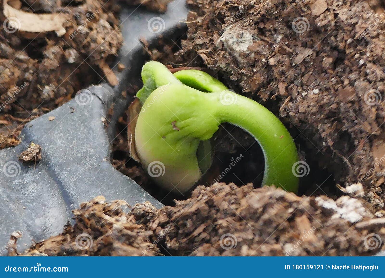 Development of a Newly Sprouting Bean Seed in Soil Stock Image - Image ...