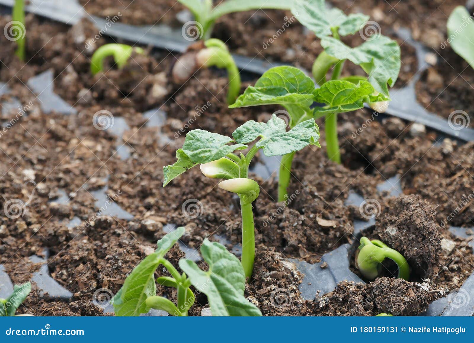 Development of a Newly Sprouting Bean Seed in Soil Stock Image - Image ...