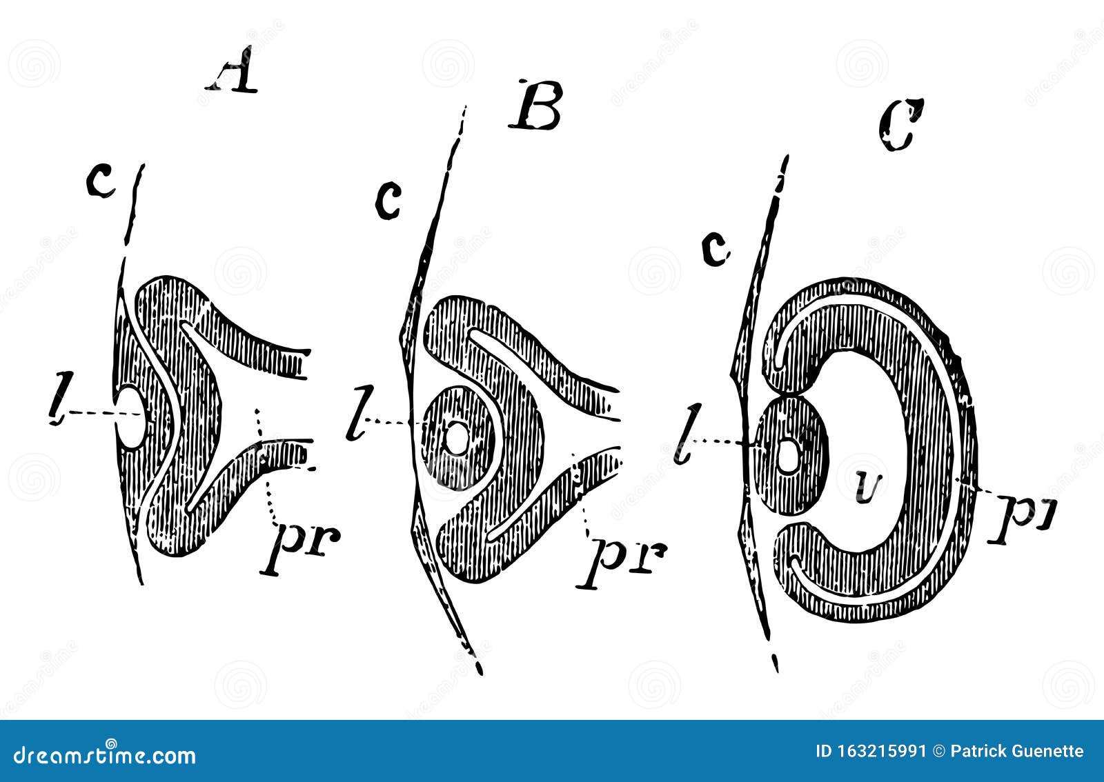 Development Of The Primary Optic Vesicle In A Chick, Vintage ...