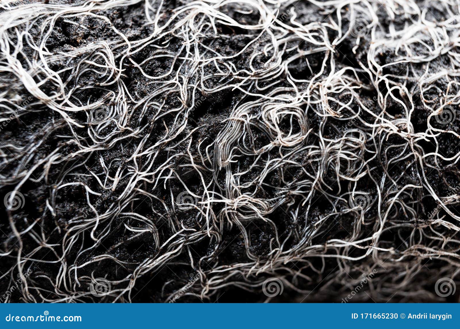 Young White Roots Plants in the Earth Stock Photo - Image of dirt ...