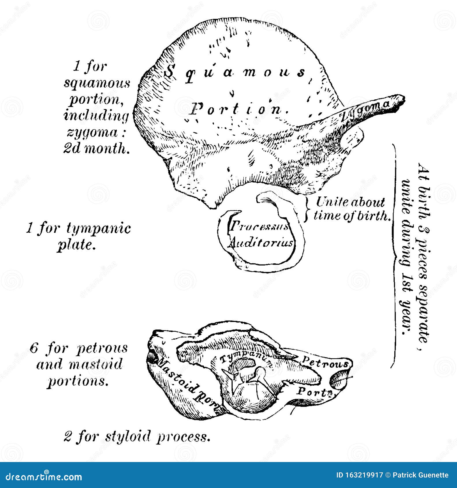 The Temporal Bone Royalty-Free Cartoon | CartoonDealer.com #45274535