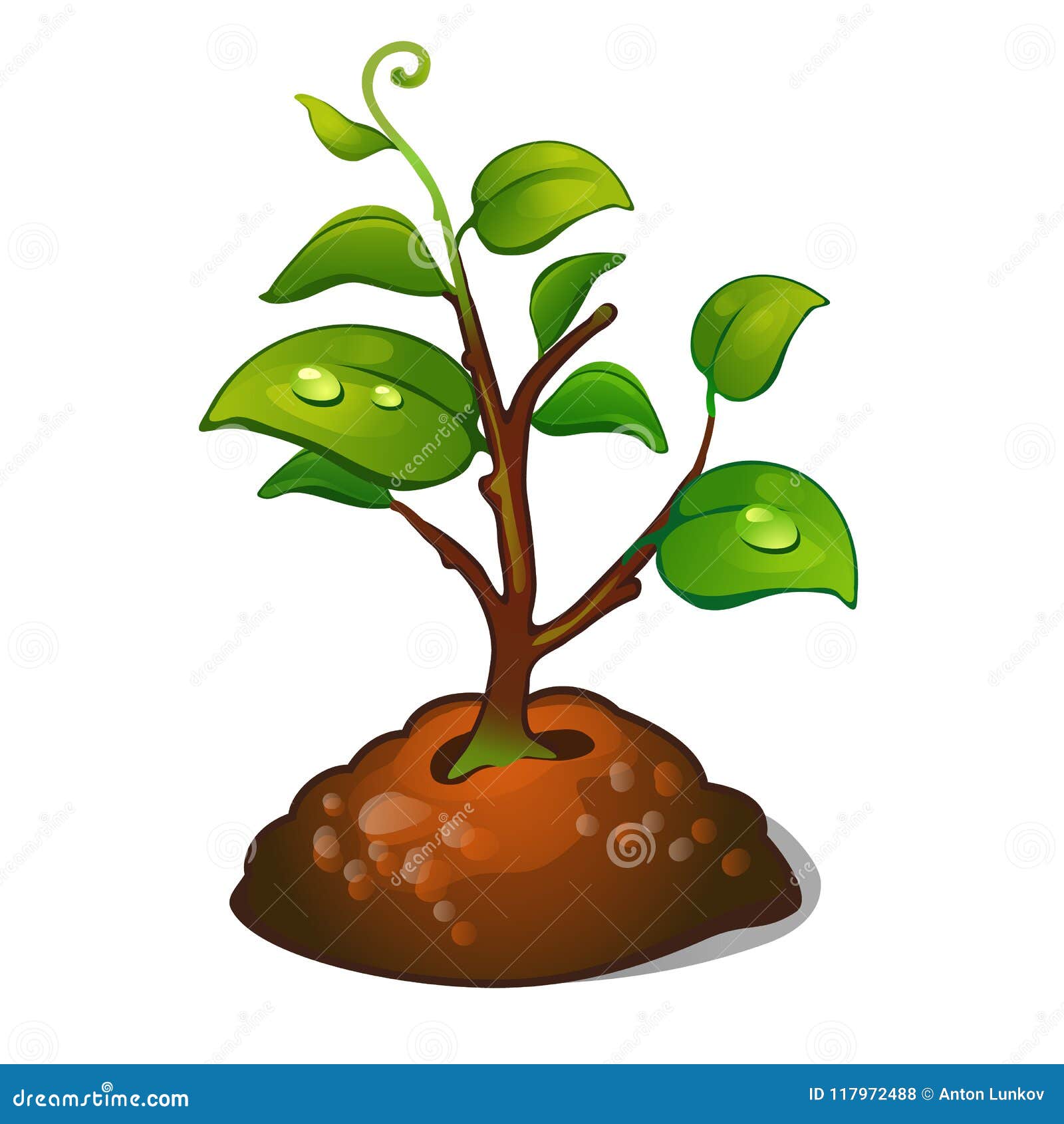 The Development of the Tree from Seeds. Planting the Garden or Park ...