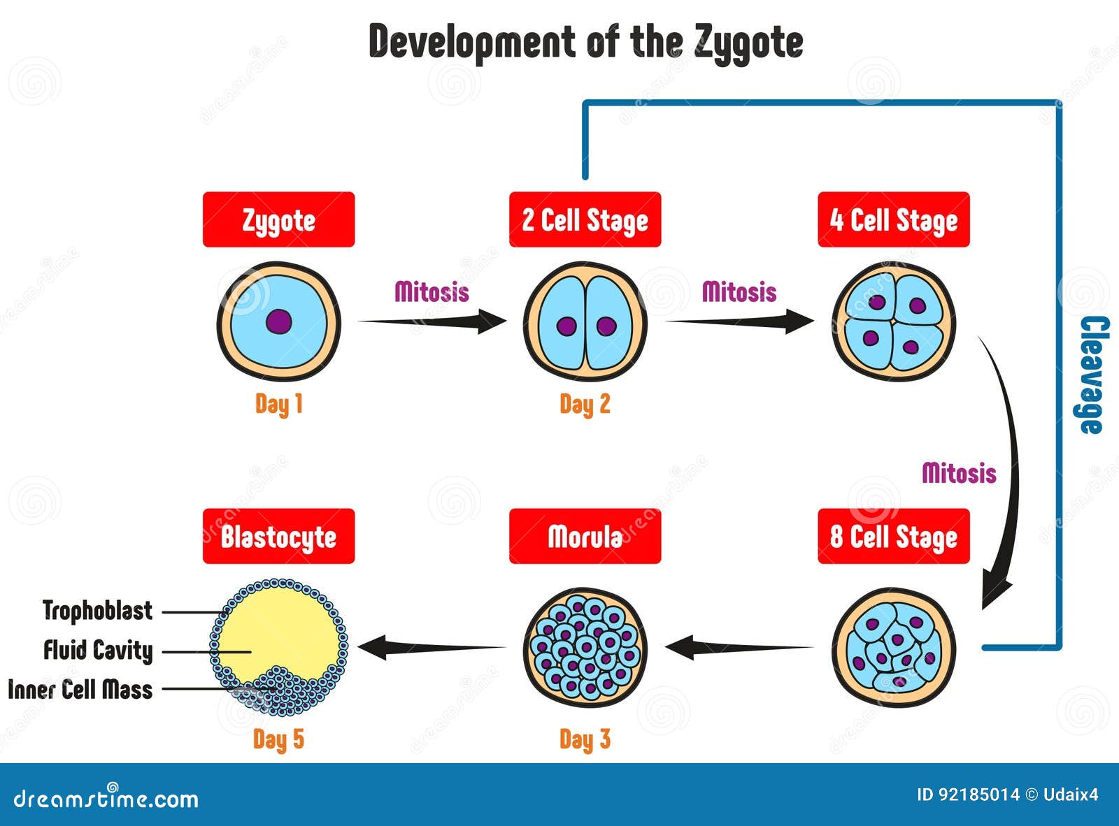 Embryo Development. Human Fetus Growth Stages Of Pregnancy Vector ... Embryo Development. Human Fetus Growth Stages Of Pregnancy Vector ...