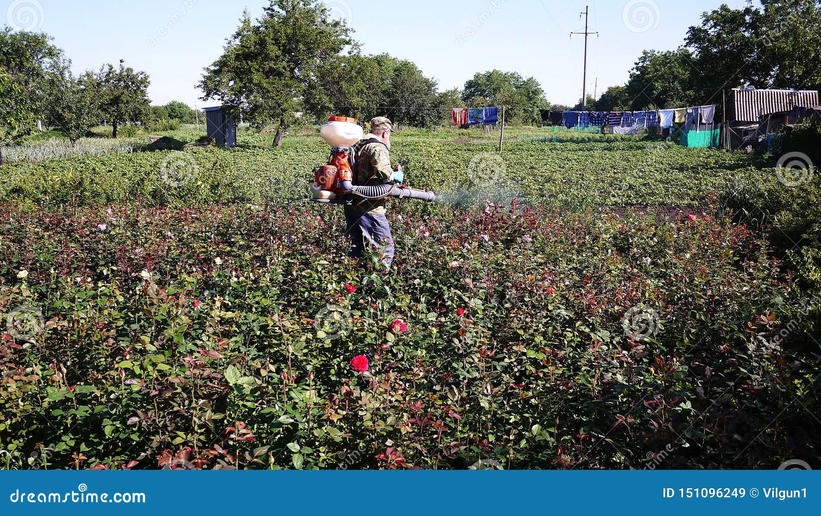 Device for Spraying Plants in the Garden. Details and Close-up Stock ...