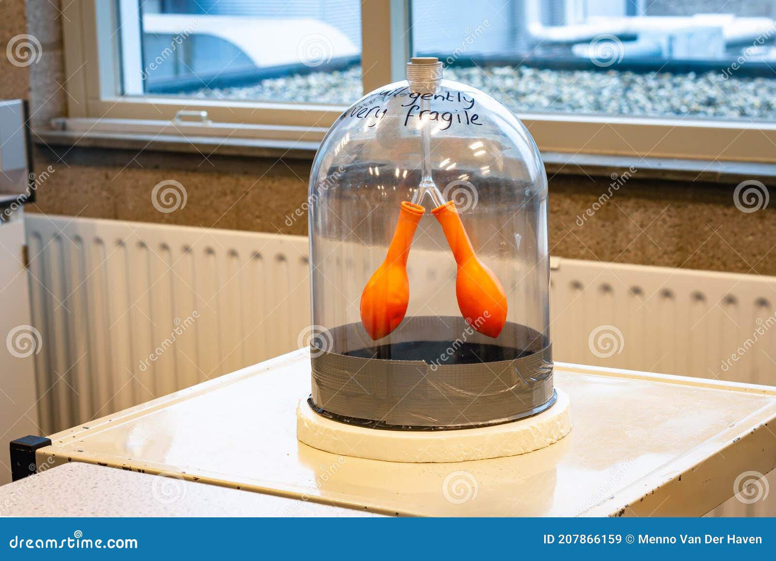 Device To Show the Functioning of the Lungs Stock Image - Image of ...