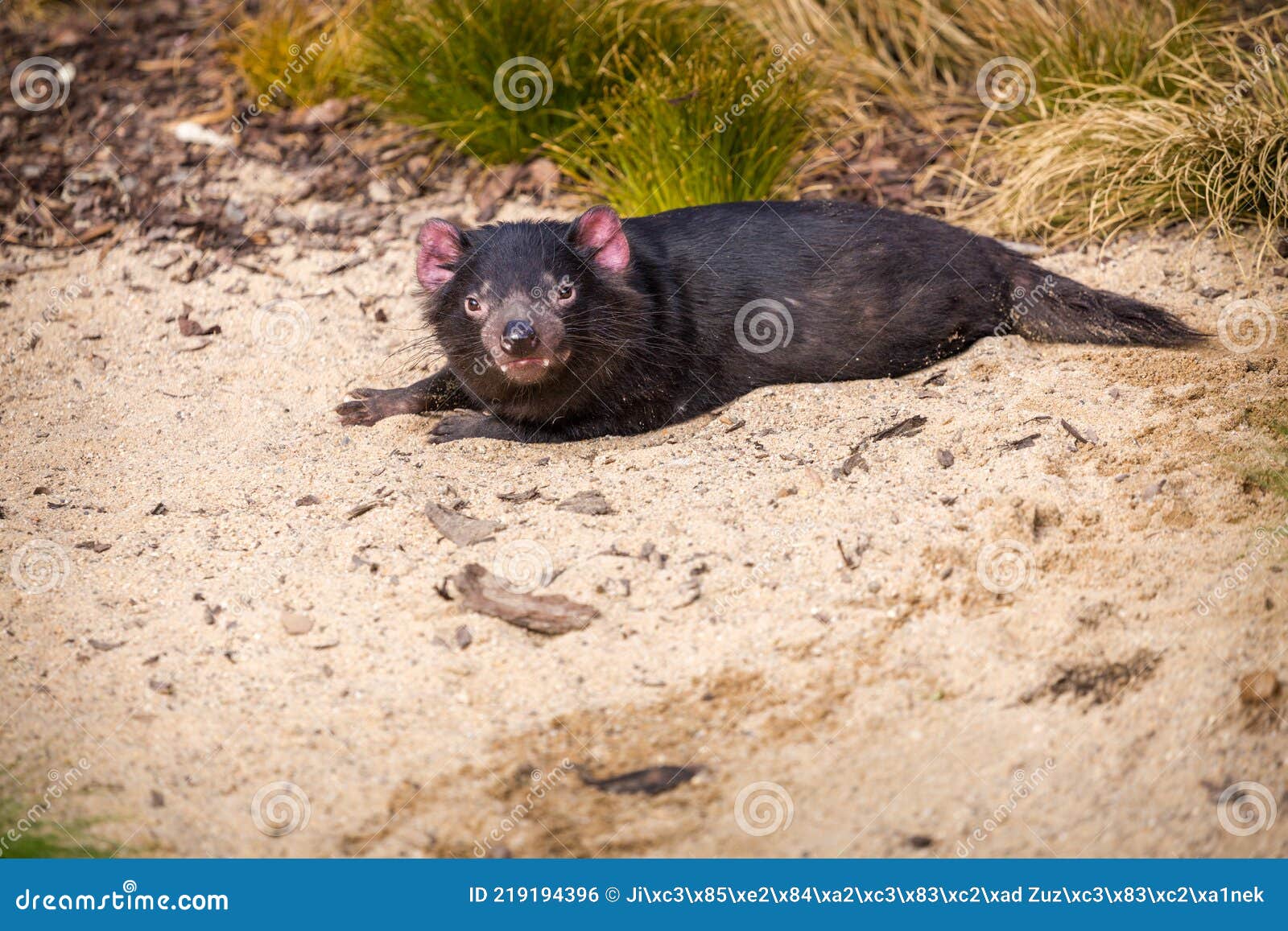 Devil Bear Mammal or Tasmanian Devil Stock Photo - Image of wild ...