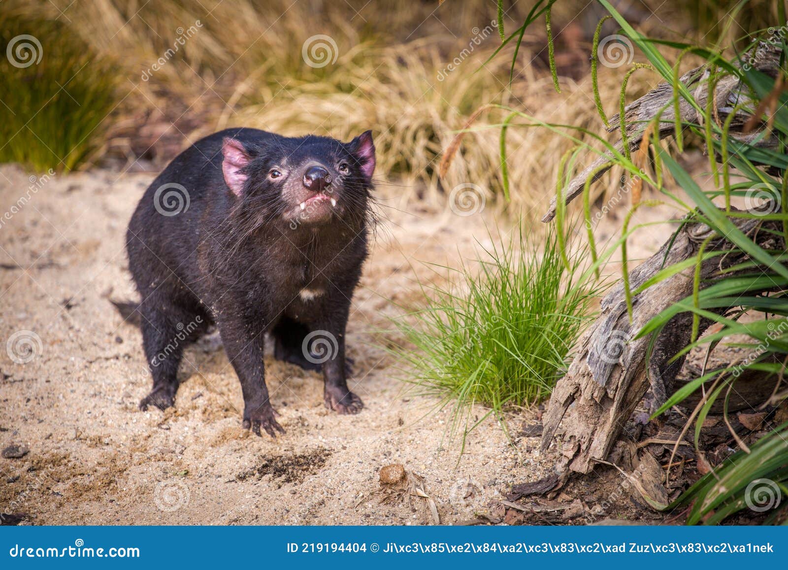 Devil Bear Mammal or Tasmanian Devil Stock Photo - Image of park, bear ...
