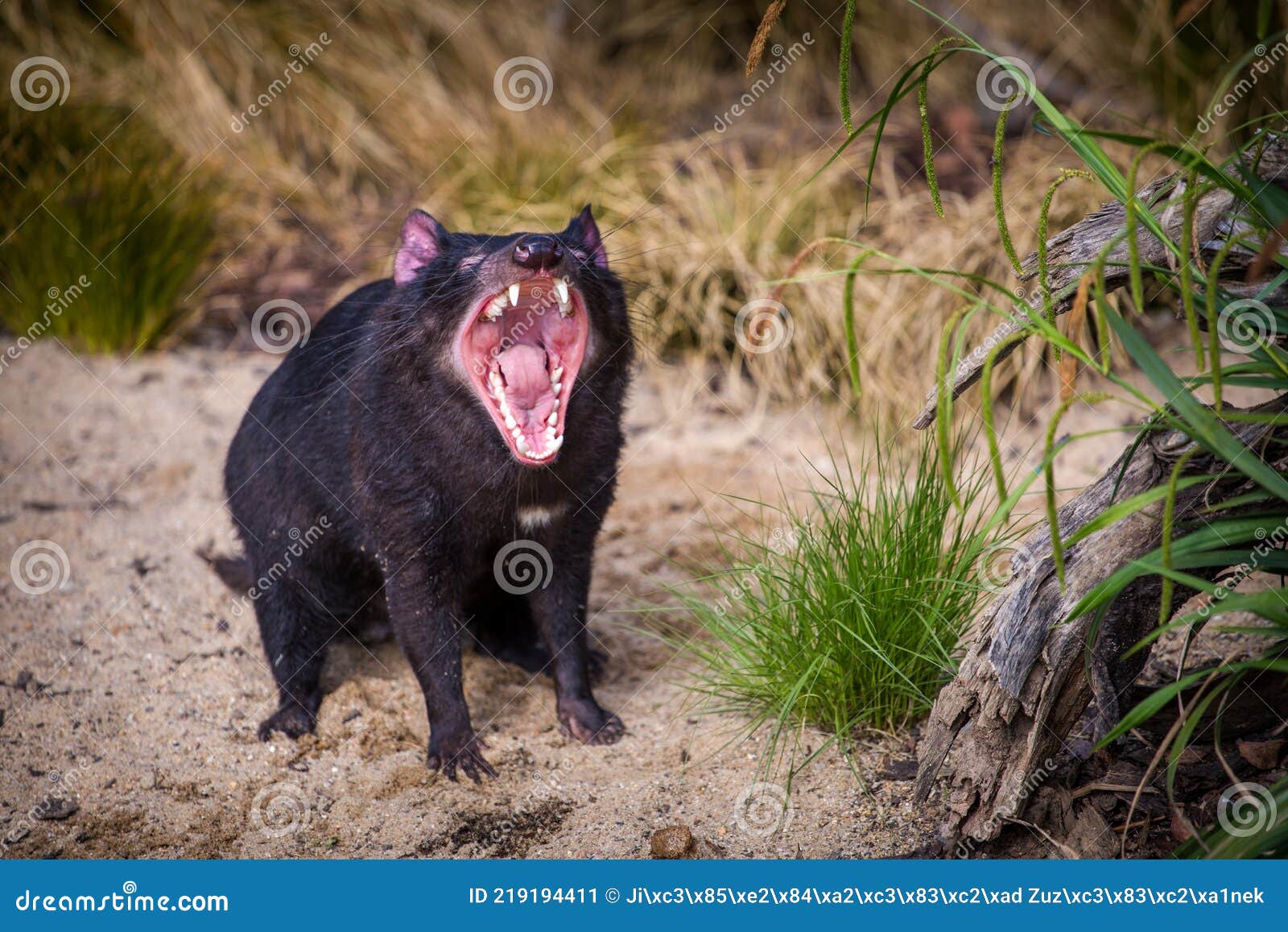 Devil Bear Mammal or Tasmanian Devil Stock Image - Image of brown ...