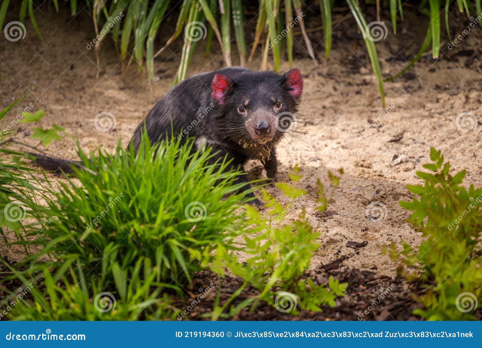 Devil Bear Mammal or Tasmanian Devil Stock Photo - Image of predator ...