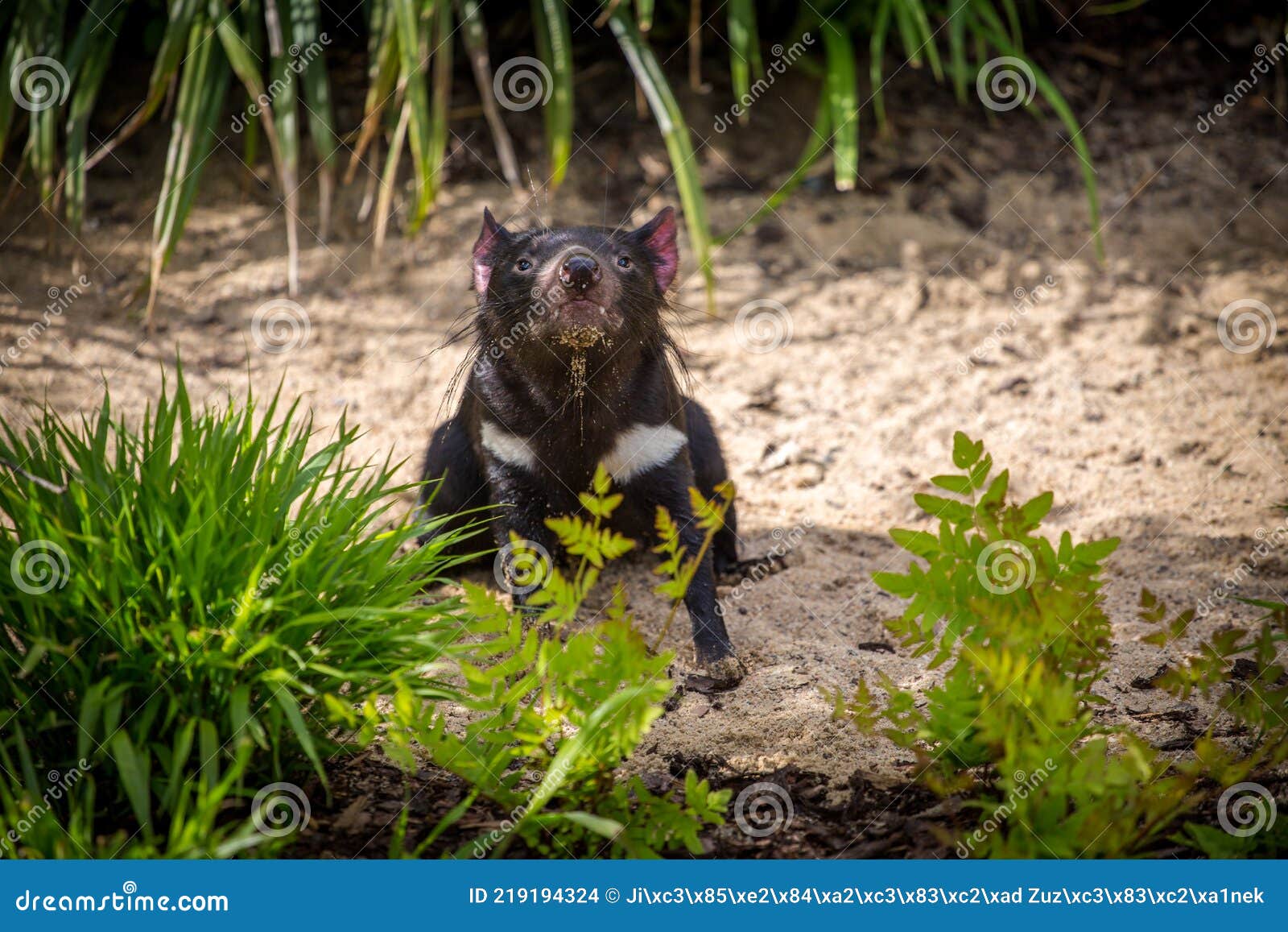 Devil Bear Mammal or Tasmanian Devil Stock Photo - Image of animal ...