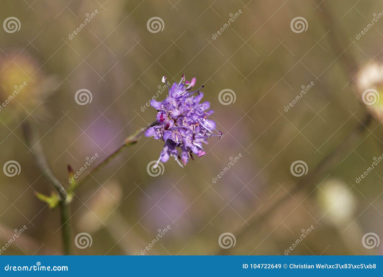 Devil Bit Scabious Succisa Pratensis Stock Image - Image of scabious ...