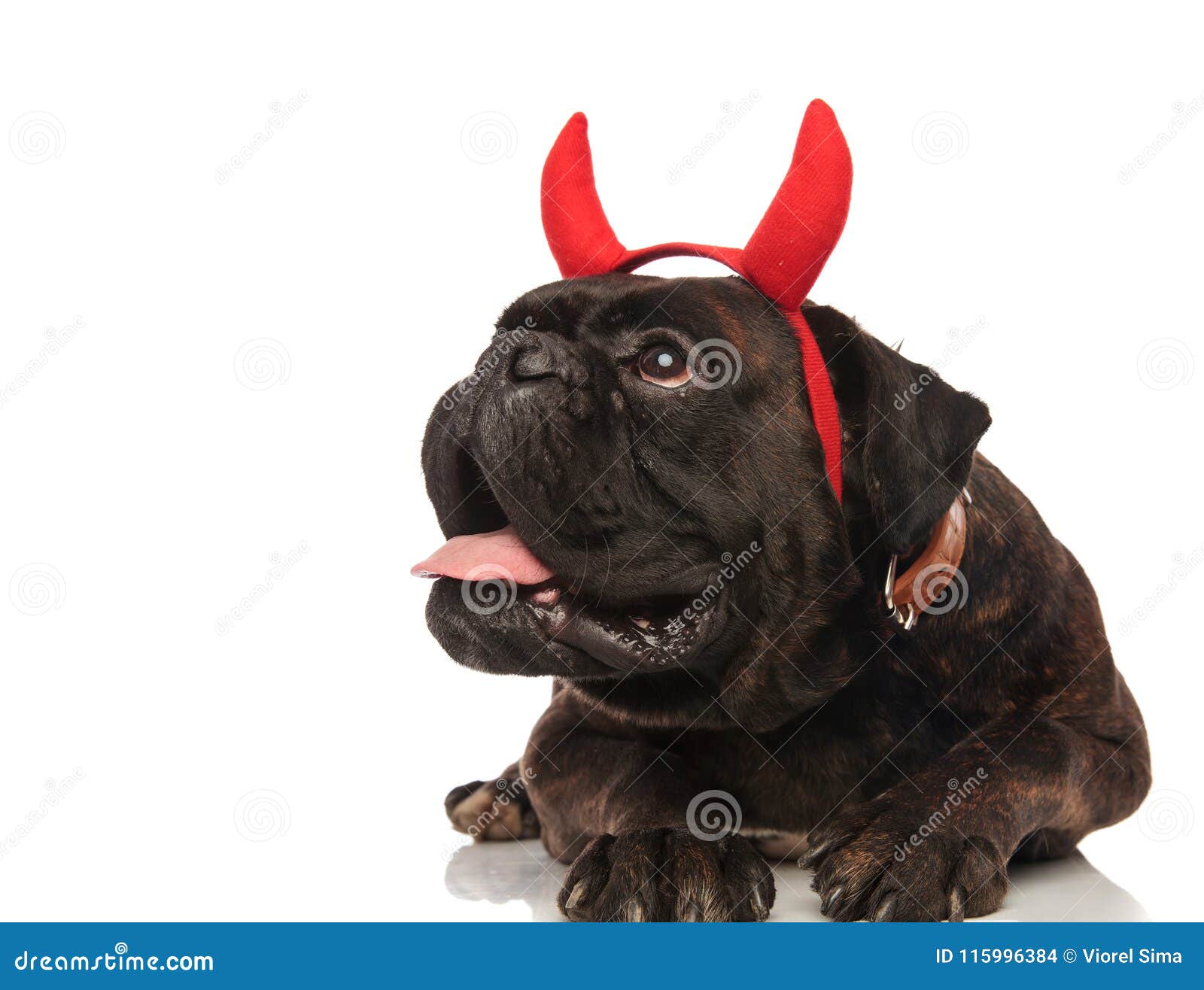 Devil Black Boxer Lying and Looking Up To Side Stock Photo - Image of ...