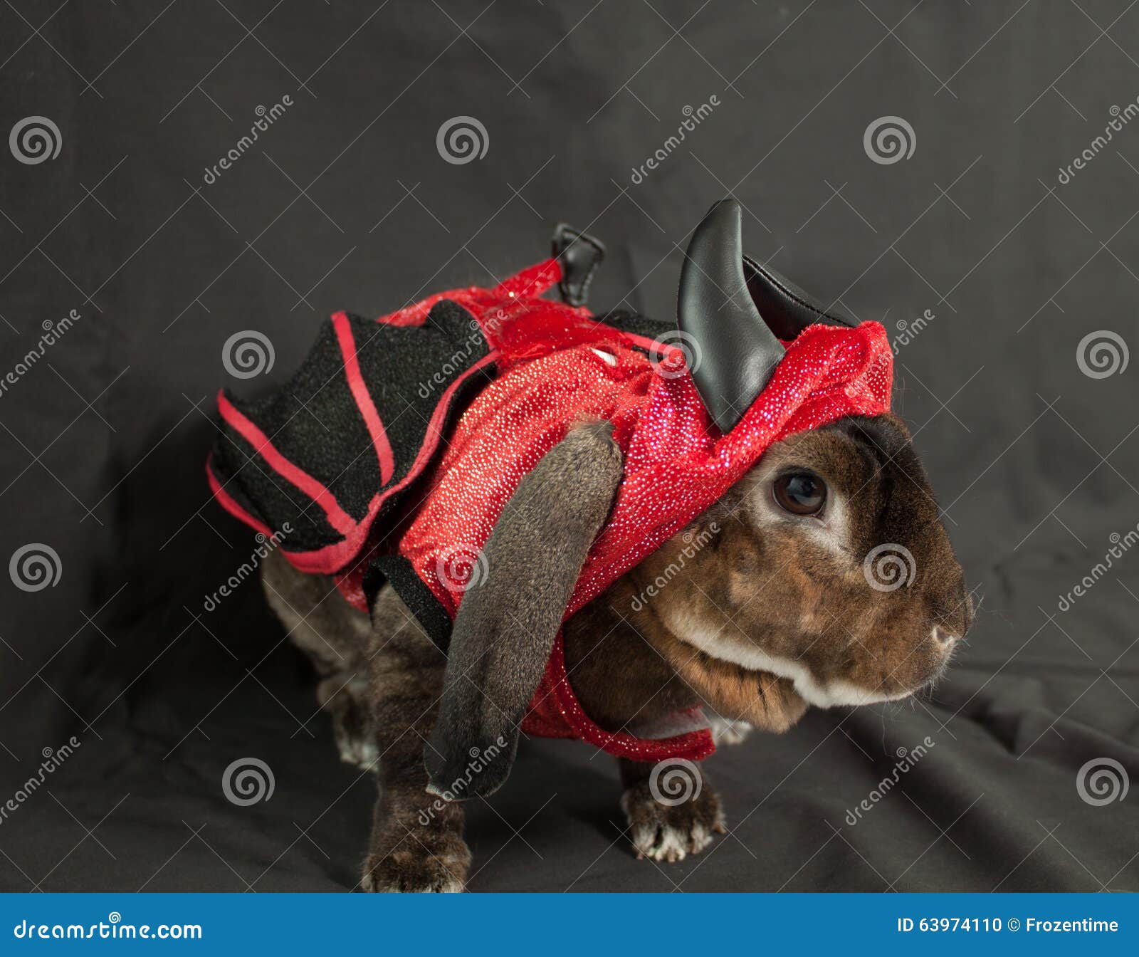 Devil Bunny stock photo. Image of rabbit, closeup, brown - 63974110