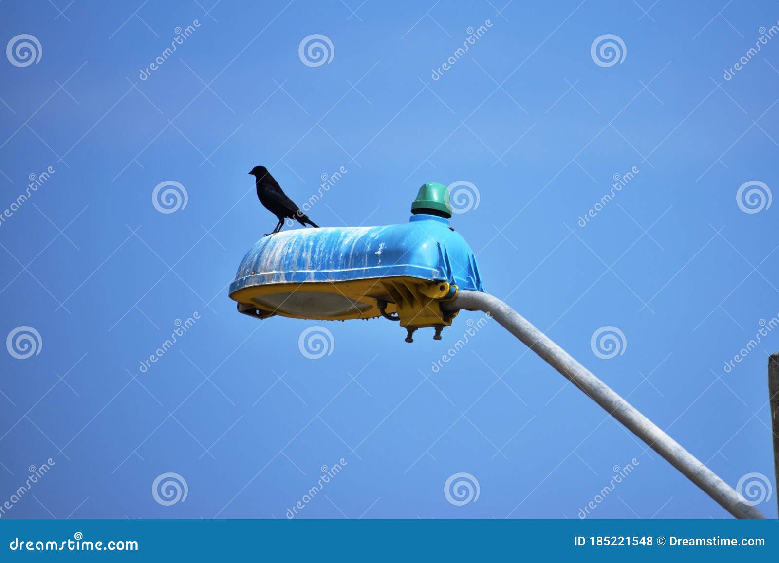 In the Devil Crow. Relax and Strive. in the Street Relaxing. Stock ...