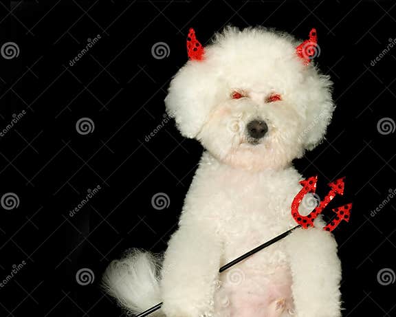 Devil dog stock photo. Image of behavioral, mammal, aggression - 4579498