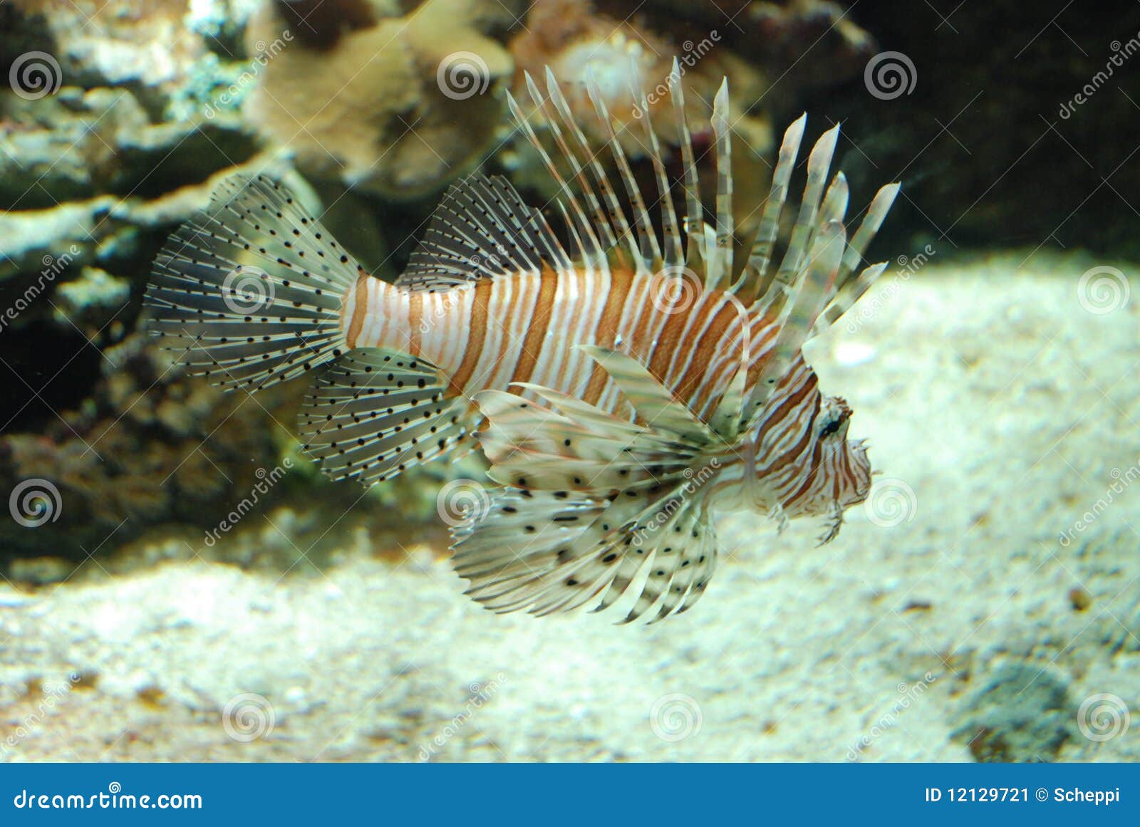 Devil Firefish stock image. Image of coral, maldivian - 12129721