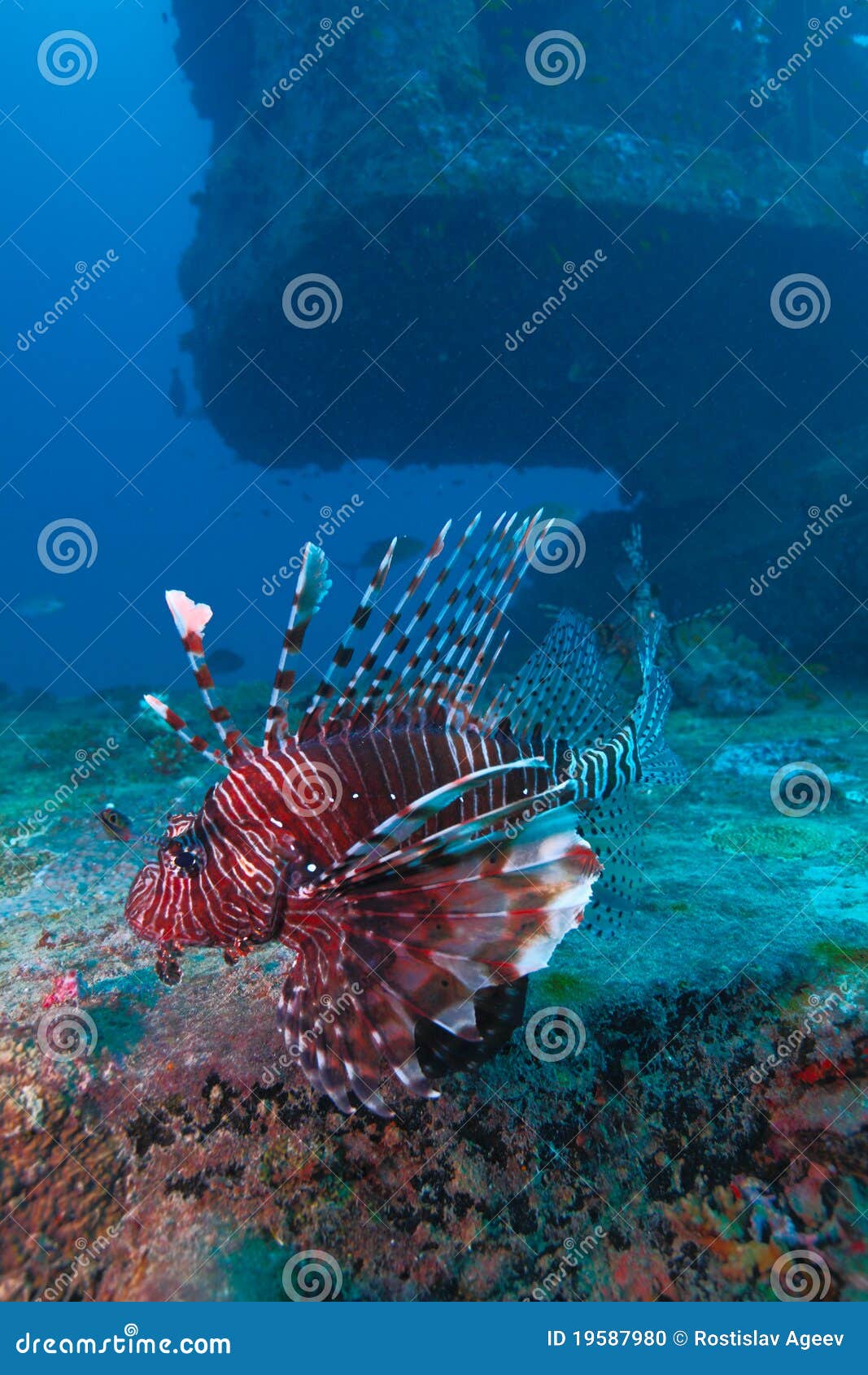 Devil firefish stock photo. Image of fire, sink, firefish - 19587980