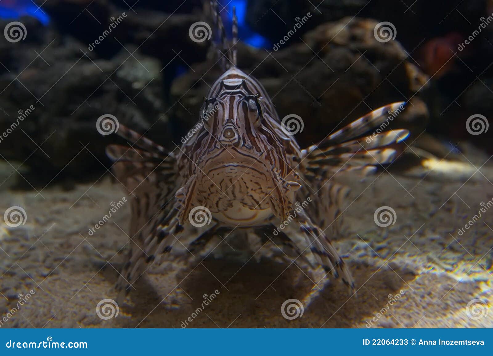 Devil firefish stock image. Image of deep, spike, blue - 22064233