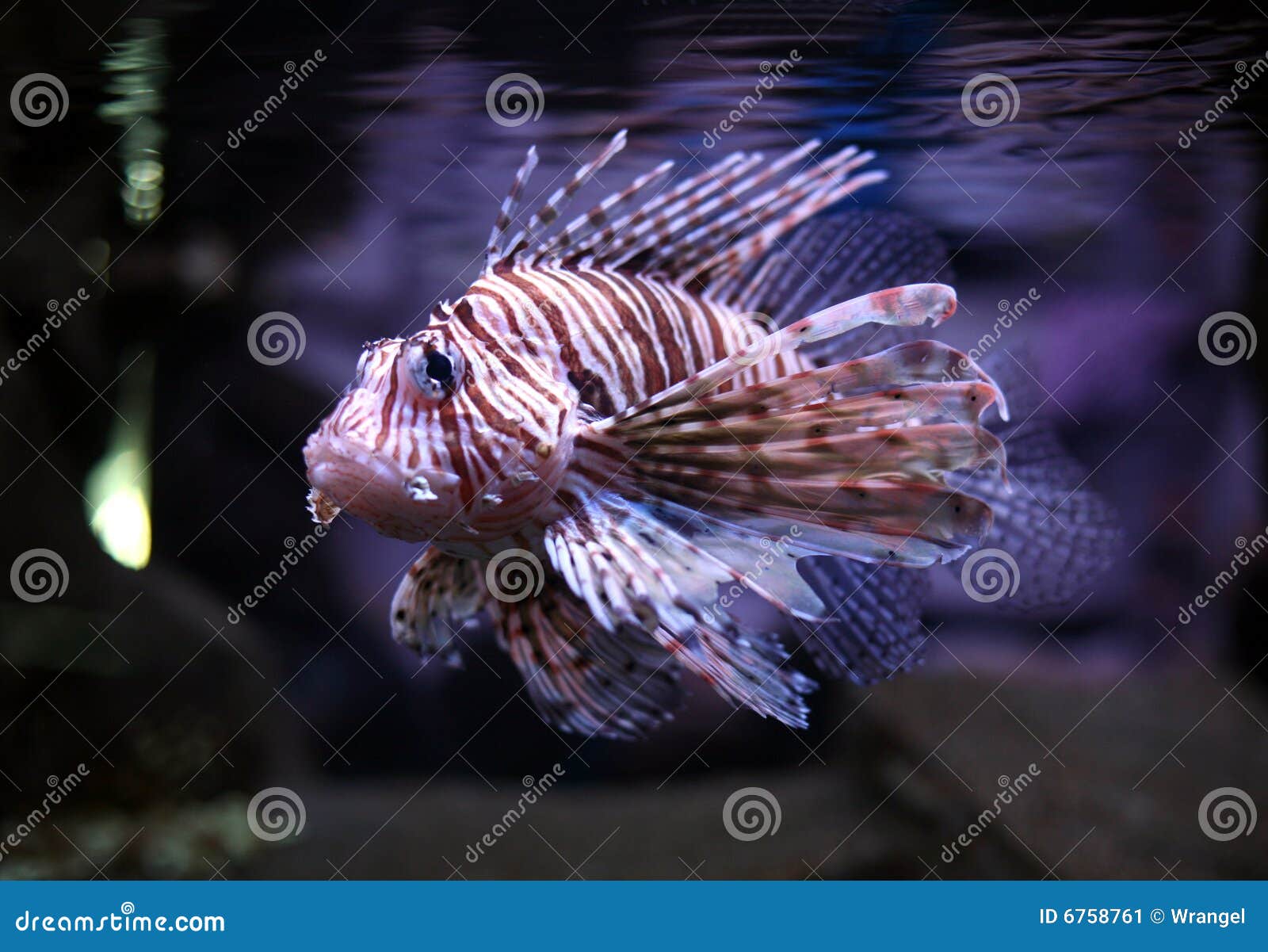 Devil Firefish stock image. Image of coral, dangerous - 6758761