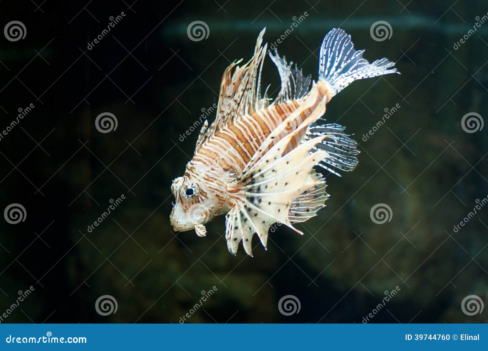 Devil Firefish, Beautiful Colorful Fish in Water Stock Photo - Image of ...